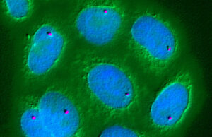 Why Cellular Hydration Is Essential To Healthy Cell Function